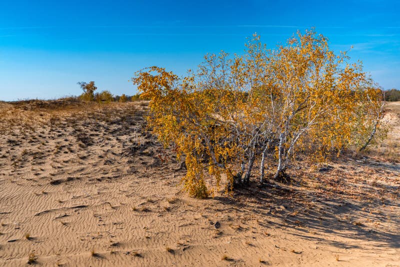 Yellow Birch Trees in Semi-desert in Autumn Stock Image - Image of ...