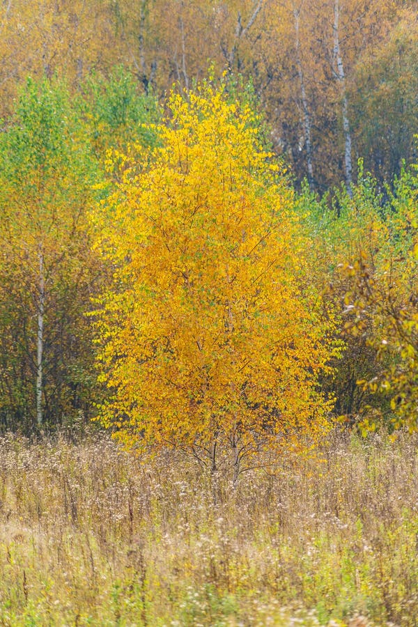 Yellow Birches in the Autumn Forest Stock Image - Image of colorful ...