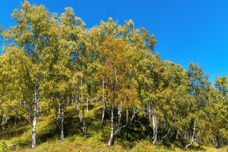 Yellow Birches in the Autumn Forest Stock Photo - Image of nature ...