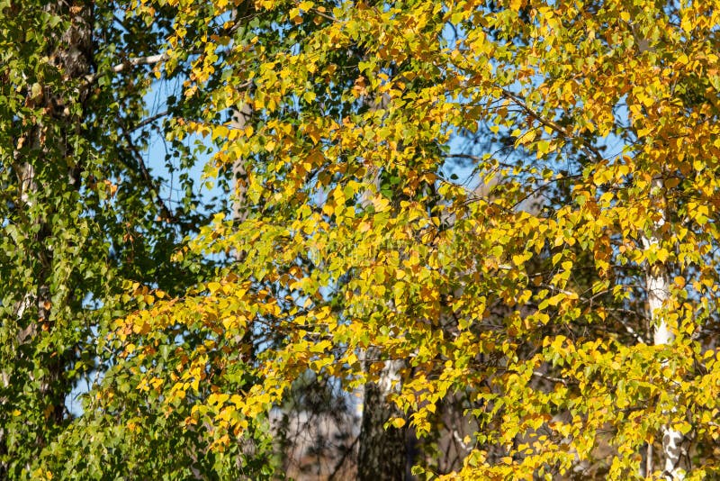 Yellow Birches in the Forest in Autumn. Stock Photo - Image of autumn ...
