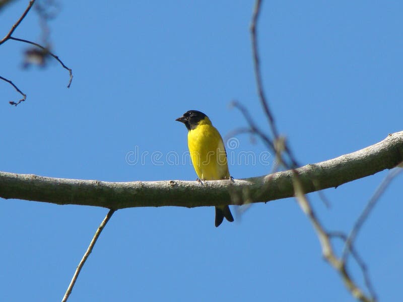 Yellow bird stock image. Image of hope, yellow, tree - 10014893