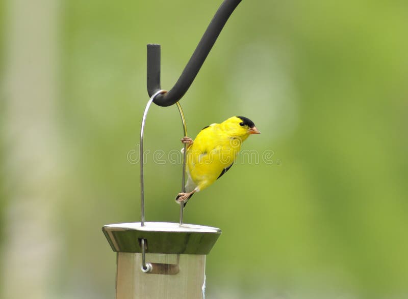 Yellow bird stock image. Image of songbird, wing, portrait - 14400965