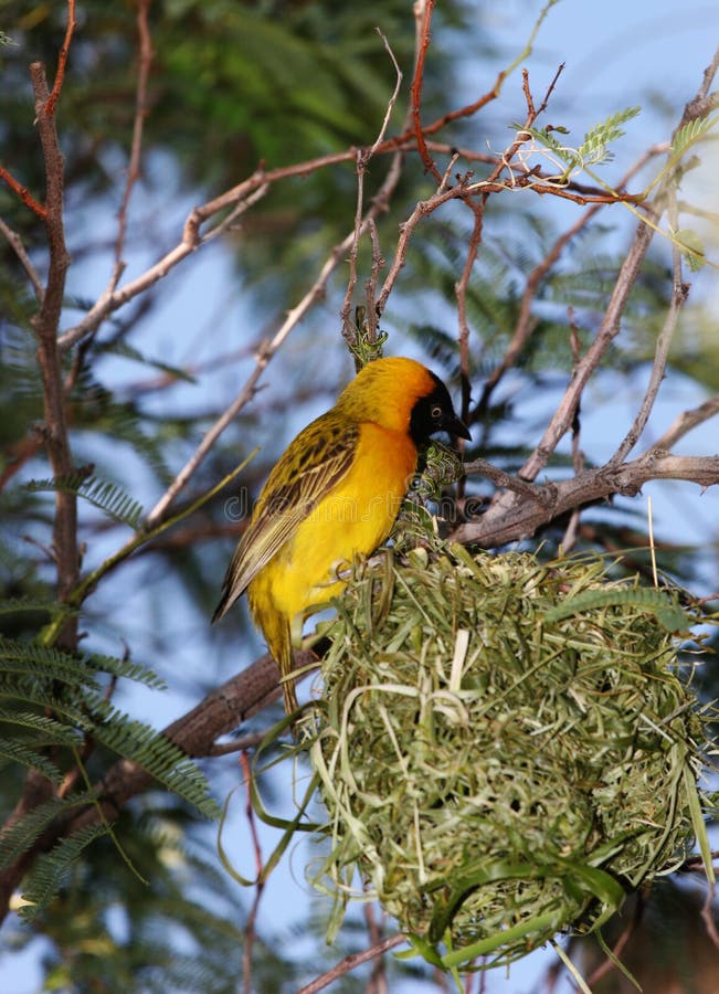 Yellow bird stock photo. Image of birdwatching, family - 368928