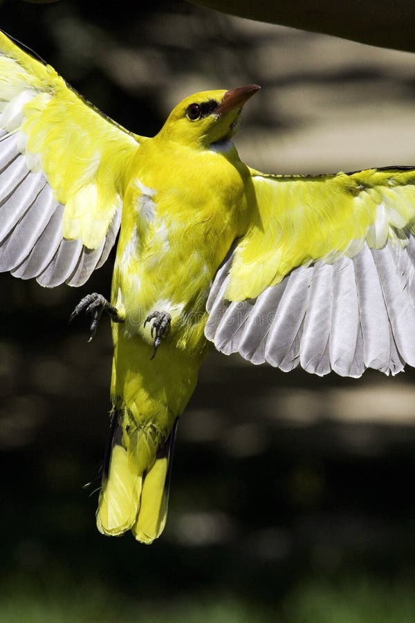 Yellow bird stock photo. Image of yellow, plumage, wings - 779108