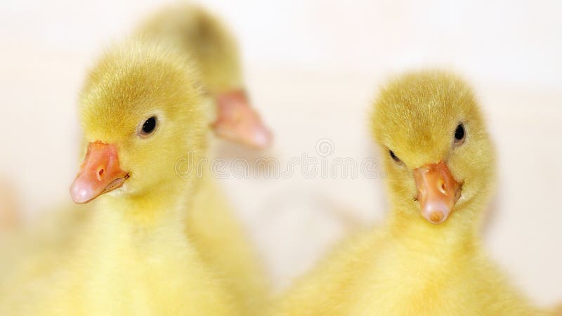 Yellow, Bird, Beak, Duck stock photo. Image of livestock - 95673036