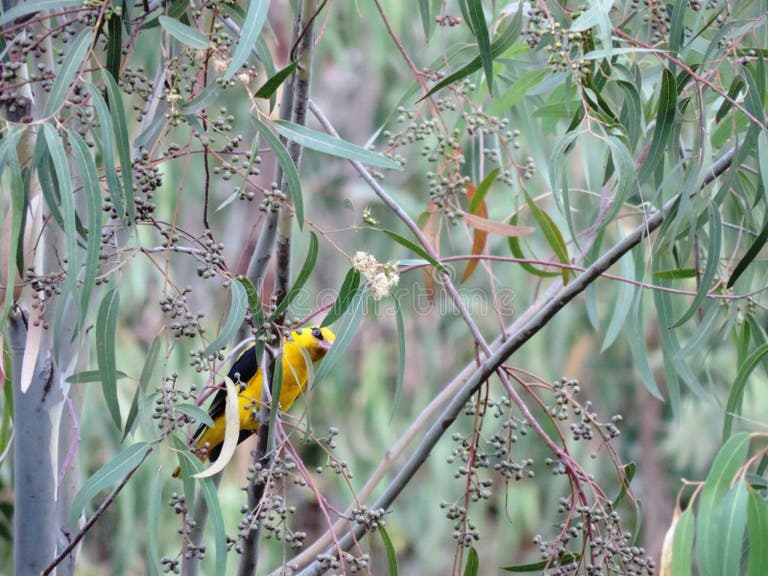 Yellow Bird stock image. Image of yellow, tree, lyptus - 52778107