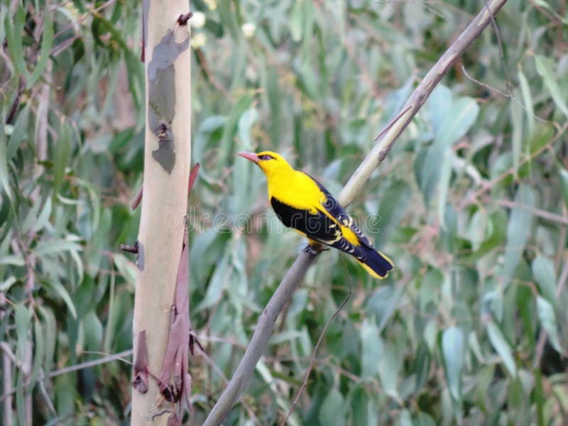 Lyptus Tree Stock Photos - Free & Royalty-Free Stock Photos from Dreamstime