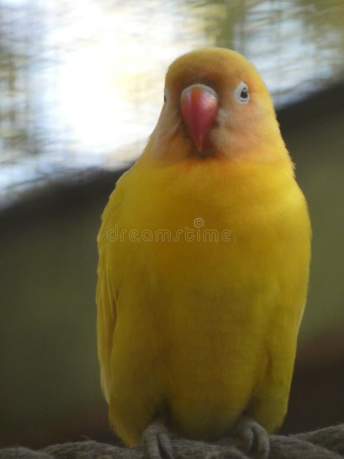 Yellow Bird stock image. Image of rope, yellow, beautiful - 264815919