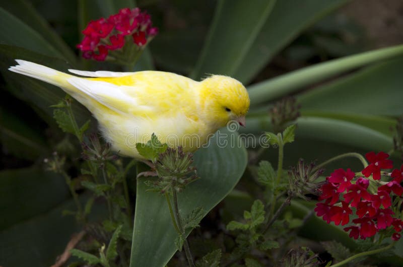 Yellow bird stock image. Image of plant, beautiful, wildlife - 44494901