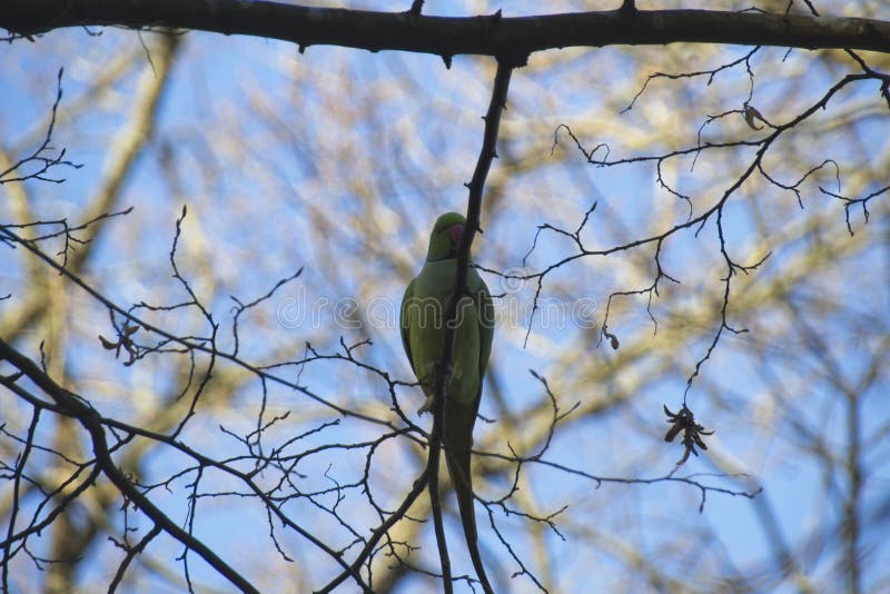 Yellow bird on branch stock photo. Image of feather - 253744136