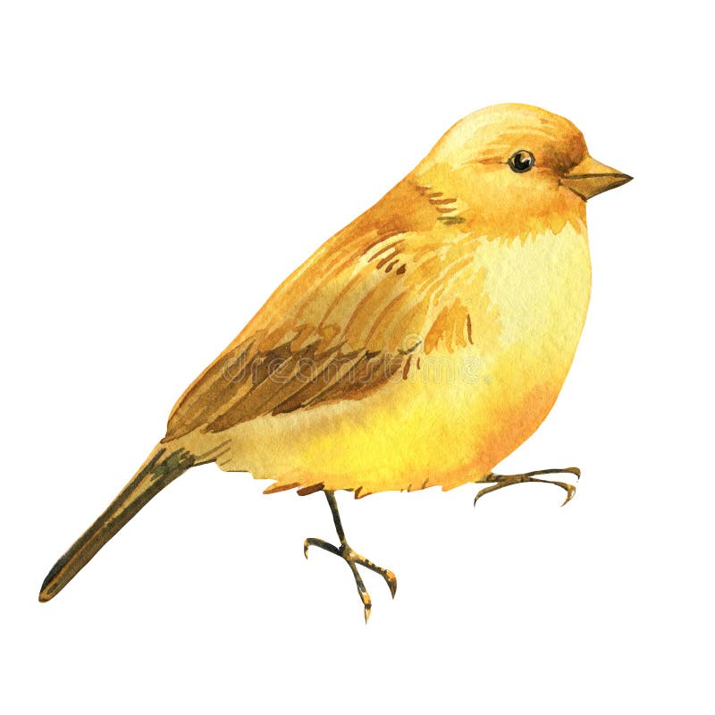 Canary Bird Stock Illustrations – 3,328 Canary Bird Stock Illustrations ...