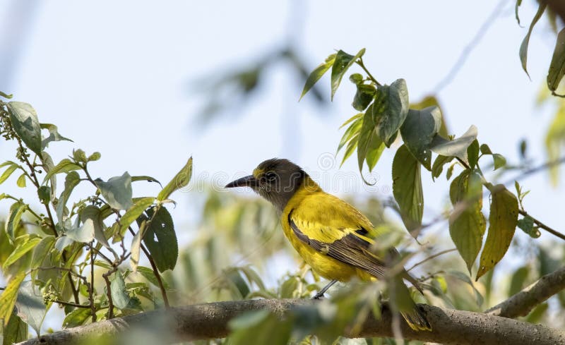 Yellow Bird, Common Iora stock image. Image of iora - 242765249
