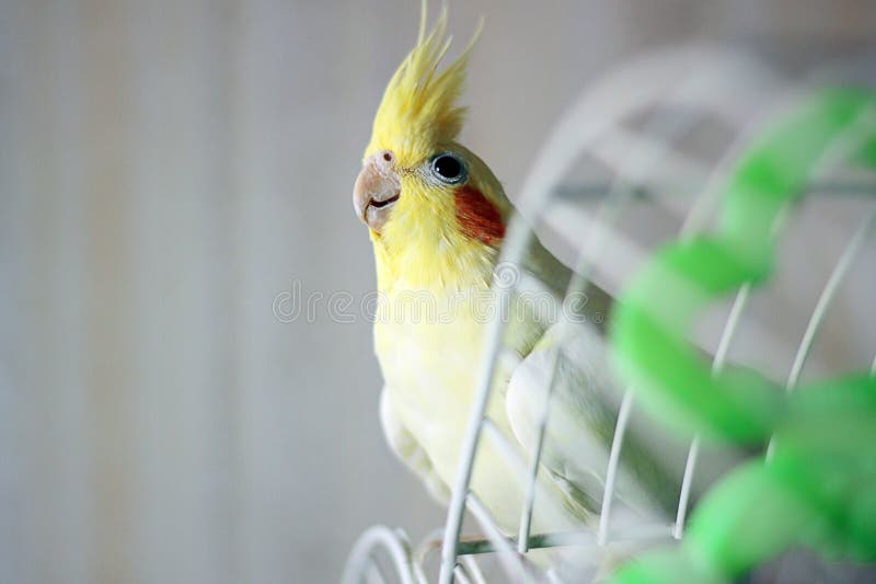 Yellow Bird Corella Parrot Sitting on a Cage Stock Image - Image of ...