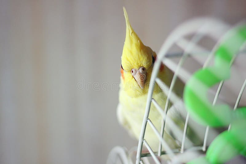 Yellow Bird Corella Parrot Sitting on a Cage Stock Image - Image of ...