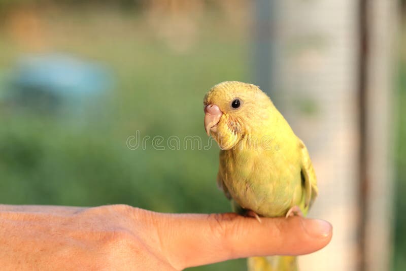 Baby Bird Learning To Fly Stock Photos - Free & Royalty-Free Stock ...