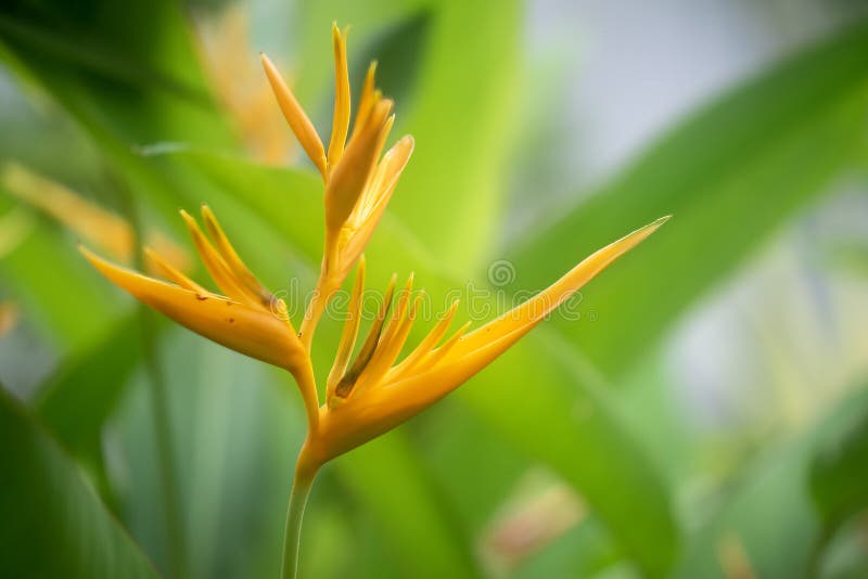 Yellow Bird of paradise stock image. Image of beauty - 289615967