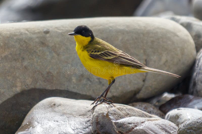 A Yellow Bird is Perched on a Rock Stock Image - Image of colorful ...