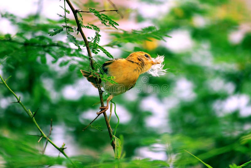 Yellow Bird Perched On Tree Picture. Image: 114892482