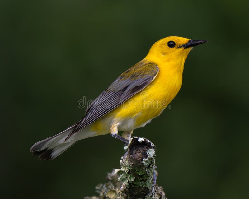 Yellow Bird Perches on a Branch Stock Image - Image of feathers, flora ...