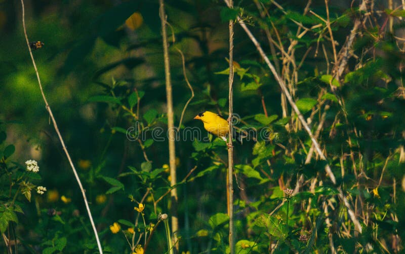 Yellow Bird Perching on a Tree Branch Stock Photo - Image of tree ...