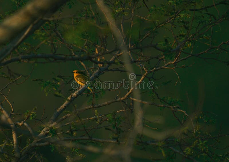 Yellow Bird Perching on a Tree Branch Stock Image - Image of songbird ...