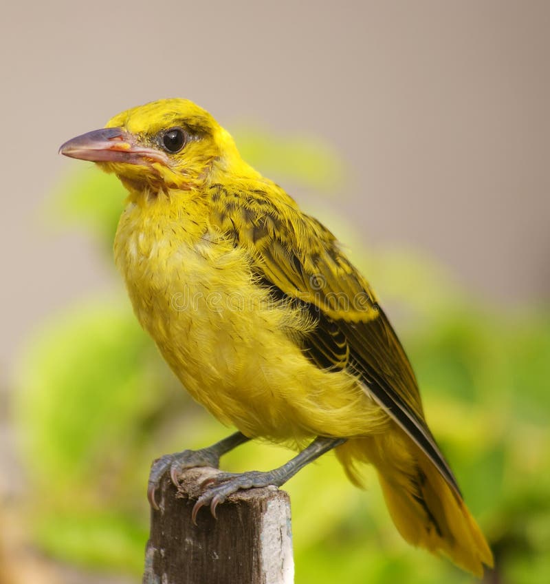 Yellow bird portrait stock image. Image of malaysia, stump - 15489033