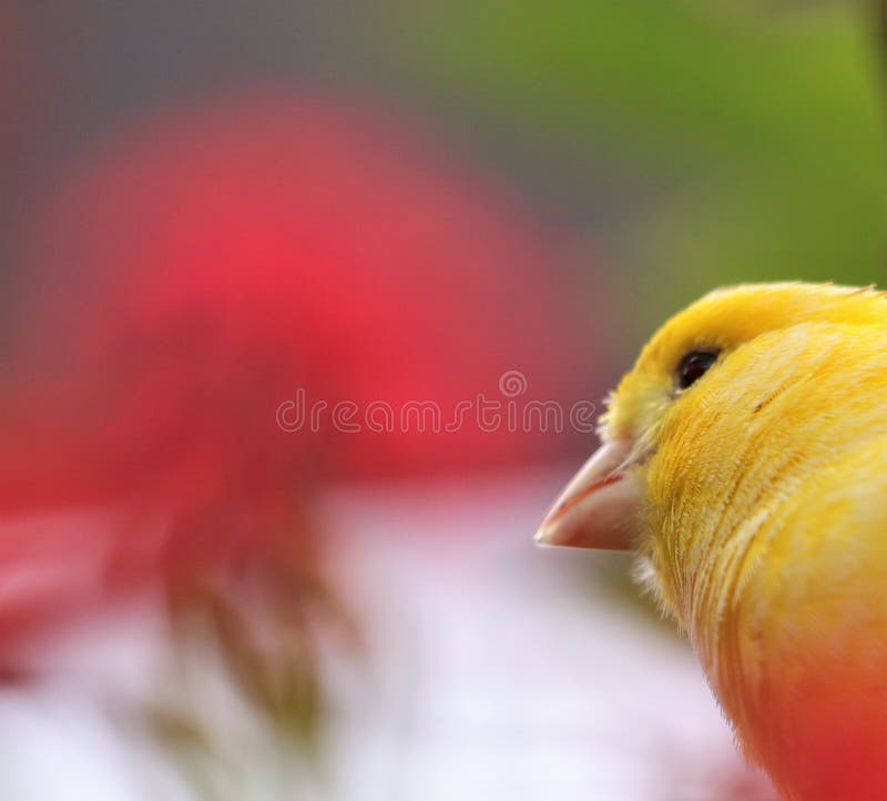 Yellow bird stock photo. Image of backround, nature, light - 97977066