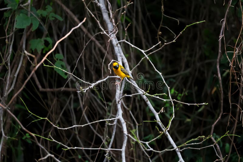 The Yellow Bird is Rest and Stay in the Tree Stock Photo - Image of ...