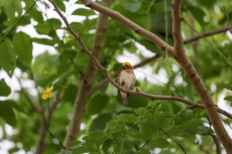 The Yellow Bird is Rest and Stay in the Tree Stock Photo - Image of ...