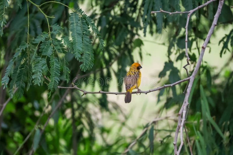 The Yellow Bird is Rest and Stay in the Tree Stock Photo - Image of ...
