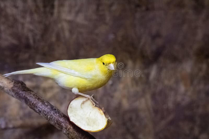 Yellow Bird Sits on an Apple Slice Stock Photo - Image of eating ...