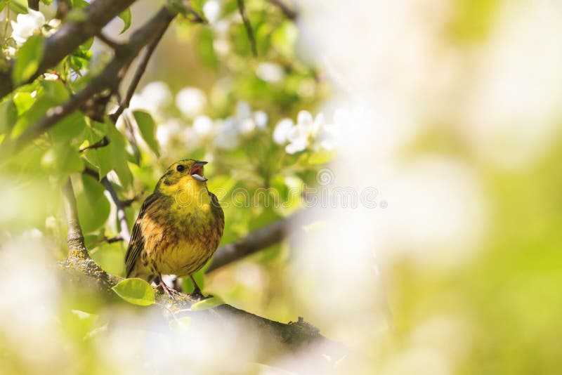Yellow Bird of Spring Flowers Stock Photo - Image of beautiful, natural ...