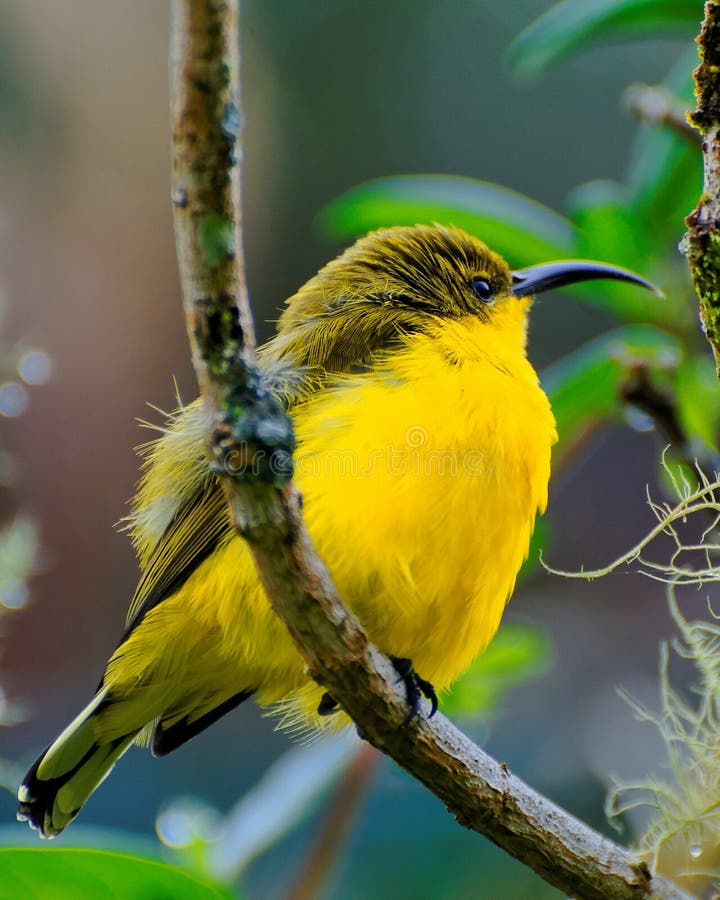 Yellow bird on tree stock photo. Image of bright, bird - 10253708