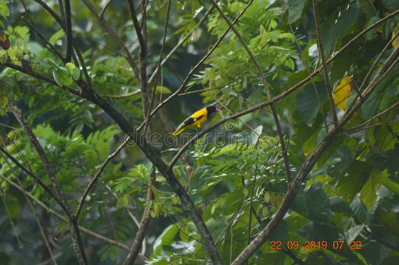 Yellow bird on tree stock image. Image of yellow, nature - 185284479