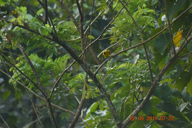 Yellow bird on tree stock image. Image of nature, yellow - 185284535
