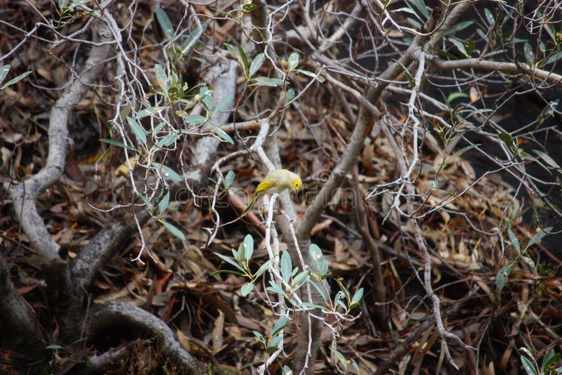 Yellow bird stock image. Image of tree, animal, branch - 40992721