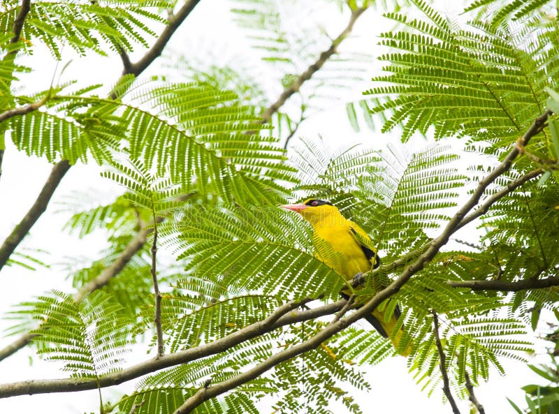 Yellow Bird in Tree stock image. Image of group, naped - 7200685
