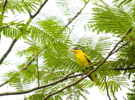 Yellow Bird in Tree stock image. Image of group, naped - 7200685