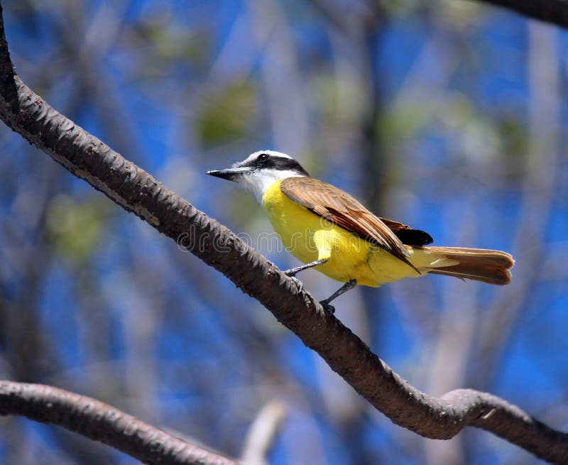 Yellow Bird stock photo. Image of still, light, effect - 38135134
