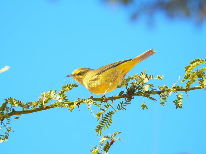 Yellow bird on tree branch stock image. Image of leaf - 259480895