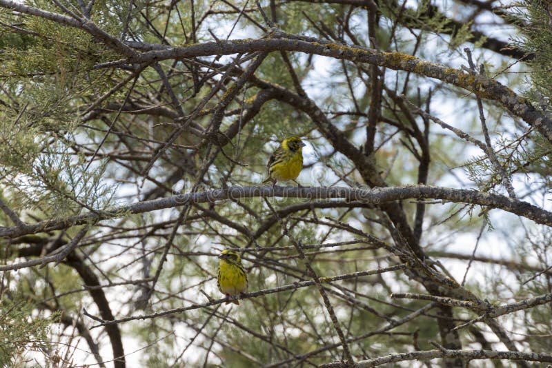 Bird in a Tree on the Costa Brava Stock Photo - Image of sparrow, fauna ...