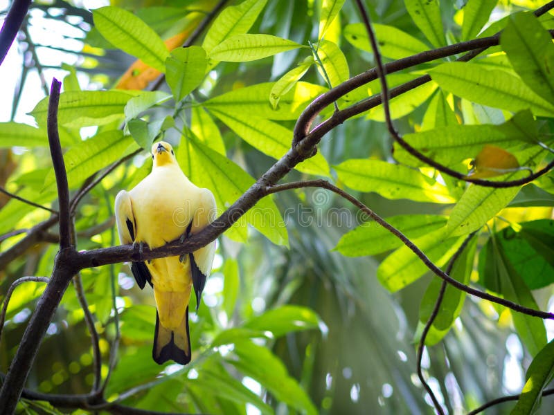 Yellow Bird on Trunk stock photo. Image of blue, beautiful - 90517810