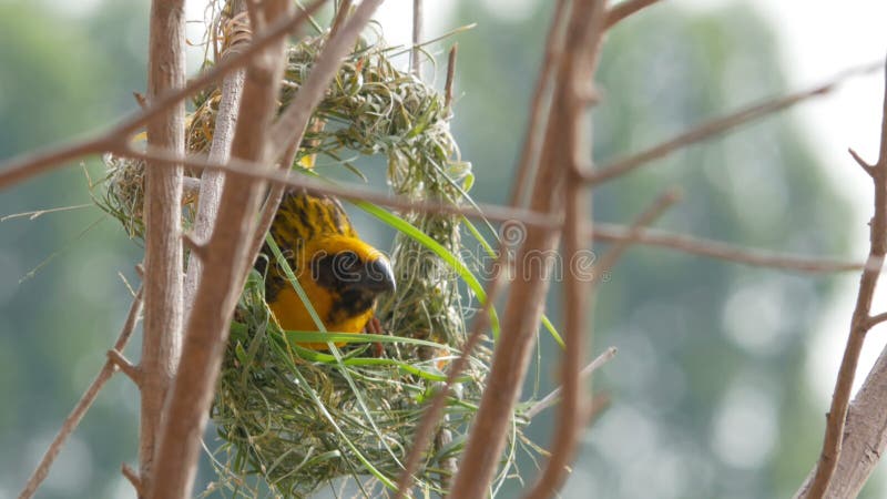 Yellow Bird Using Grass for Nesting on the Tree. Stock Footage - Video ...