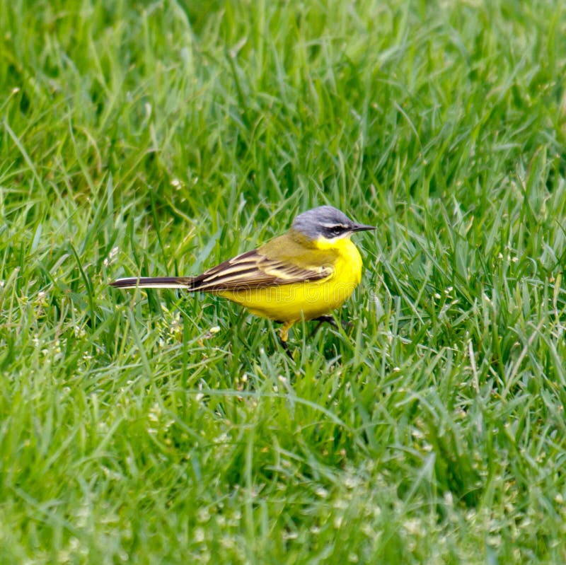 A Yellow Bird is Walking through a Field of Grass Stock Image - Image ...
