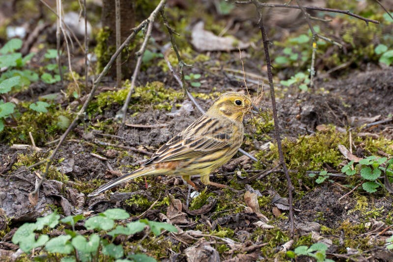A Yellow Bird is Walking through the Grass Stock Photo - Image of ...