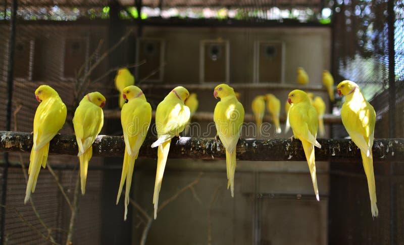 Parrot meeting stock image. Image of alliance, gathering - 9303835