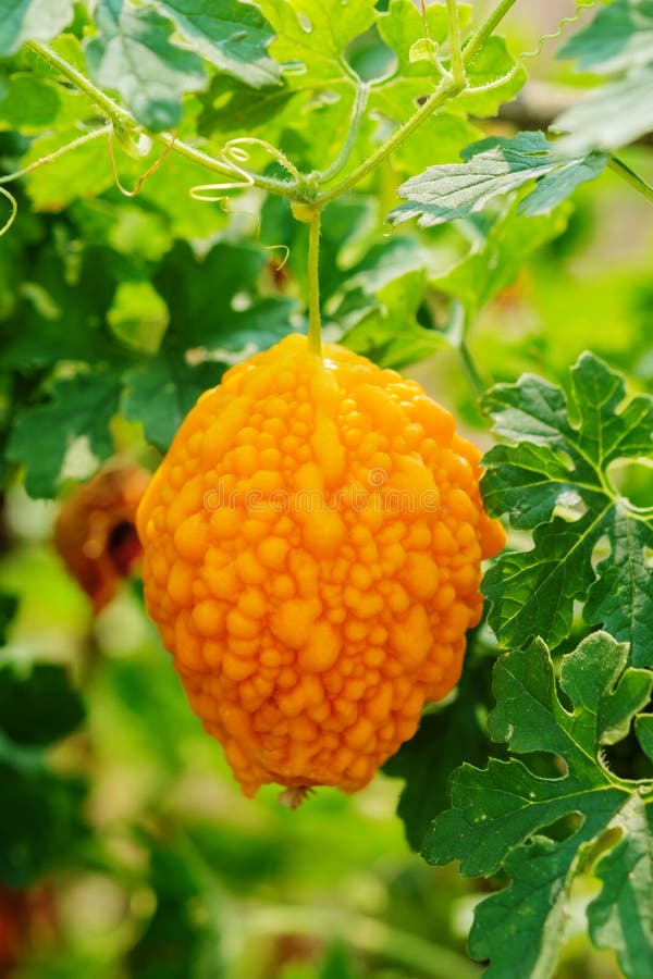 Yellow Bitter Guard in a Organic Farm Stock Image - Image of pavakka ...