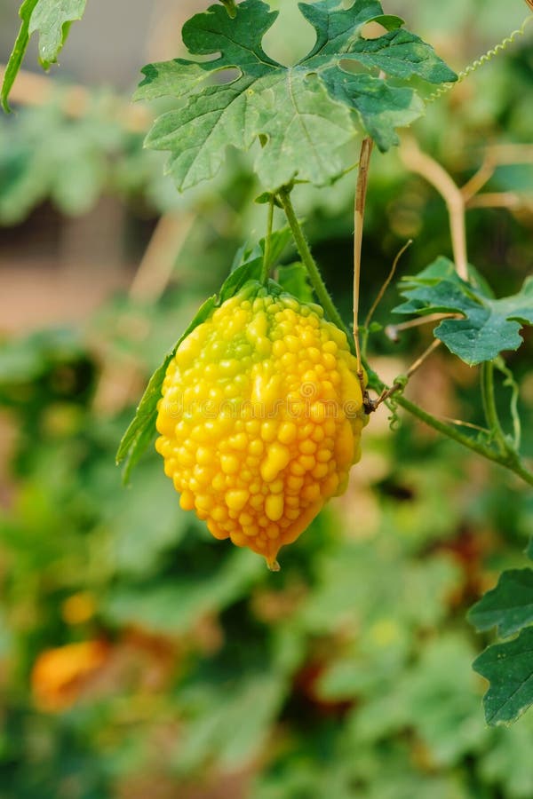 Yellow Bitter Guard in a Organic Farm Stock Image - Image of pavakka ...