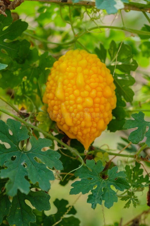 Yellow Bitter Guard in a Organic Farm Stock Image - Image of pavakka ...