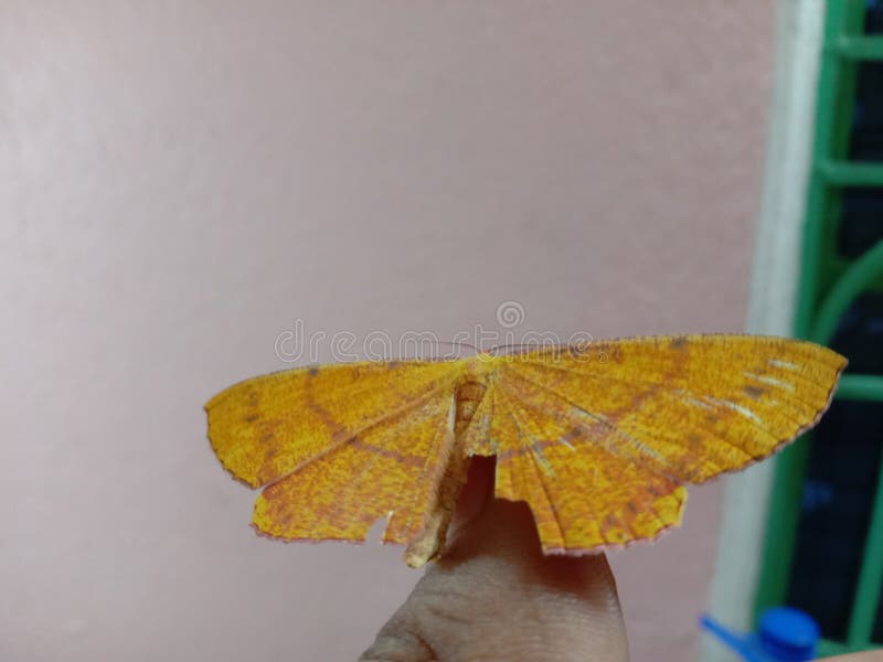 Yellow bitterfly on hand stock photo. Image of petal - 200532596